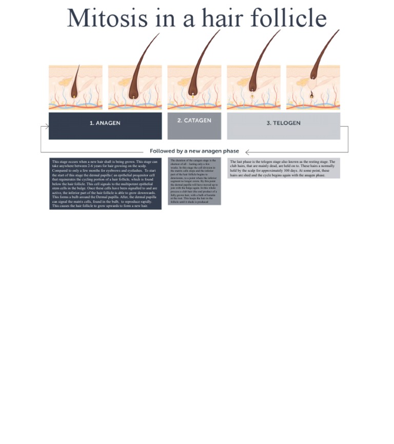 Mitosis in The Hair Follicle | PDF