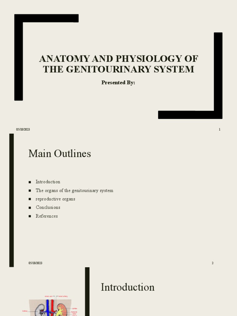 Anatomy and Physiology of The Genitourinary System | PDF