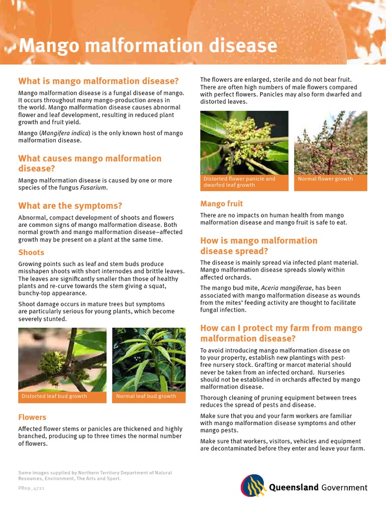 Mango Malformation Disease Overview | PDF | Science & Mathematics