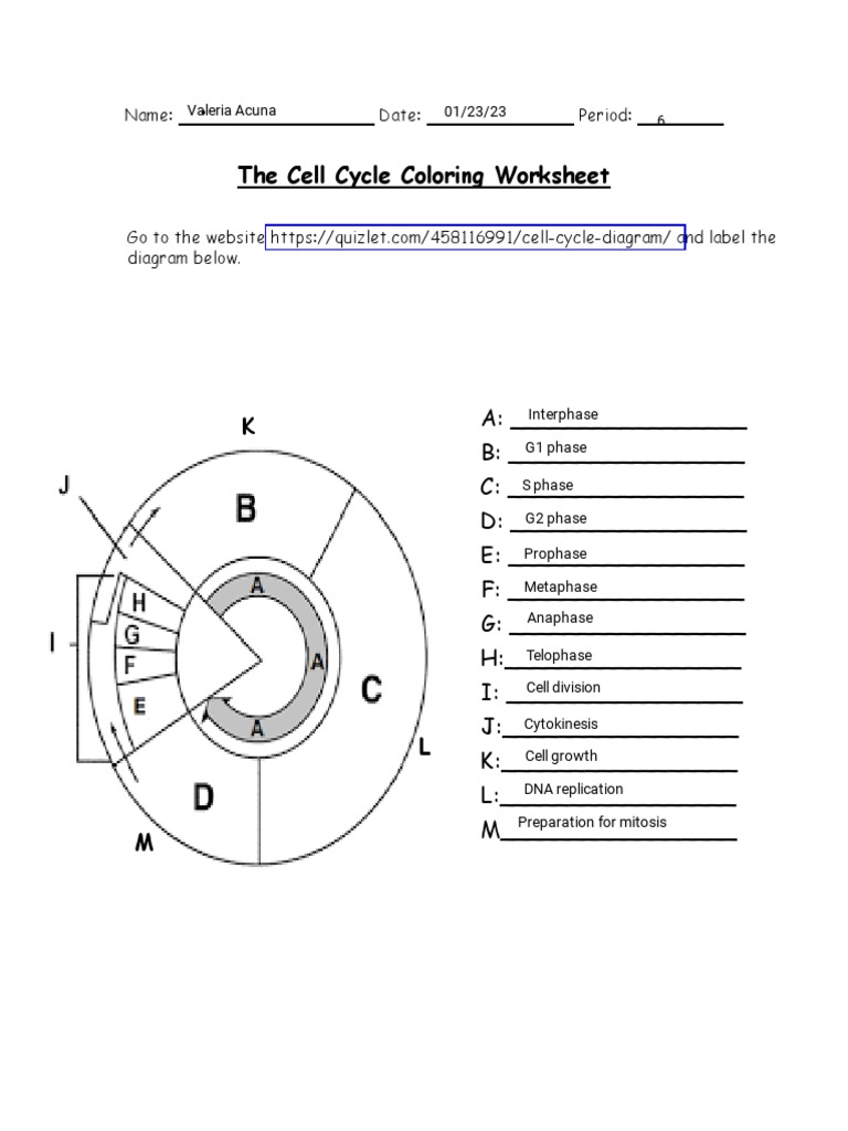 Kami Export - Cell Cycle Worksheet1.1 | PDF | Mitosis | Cell Cycle