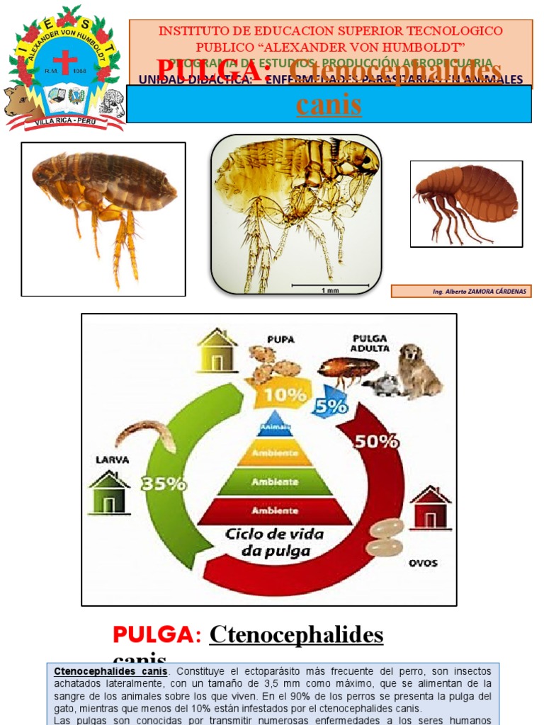 3ro. - Morfologia de La Pulga. | PDF