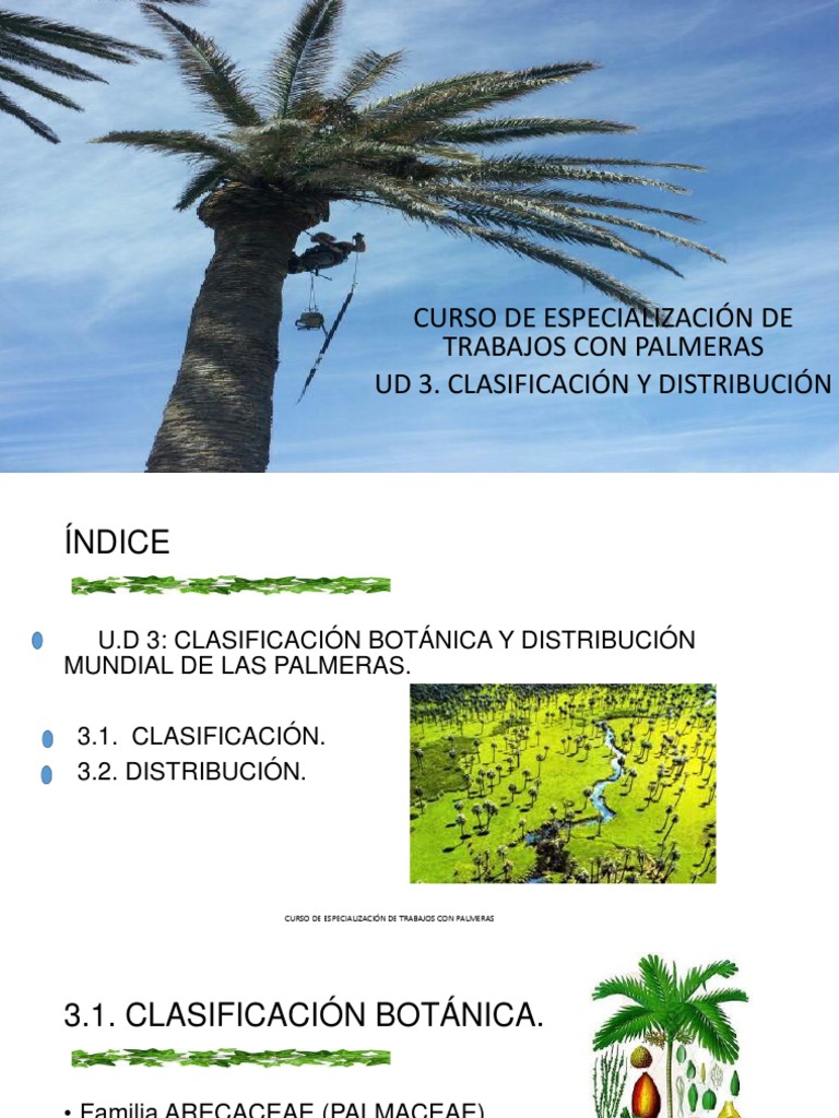 Ud3 Clasificacion y Distribucion de Palmeras | PDF | Arecaceae | Hoja