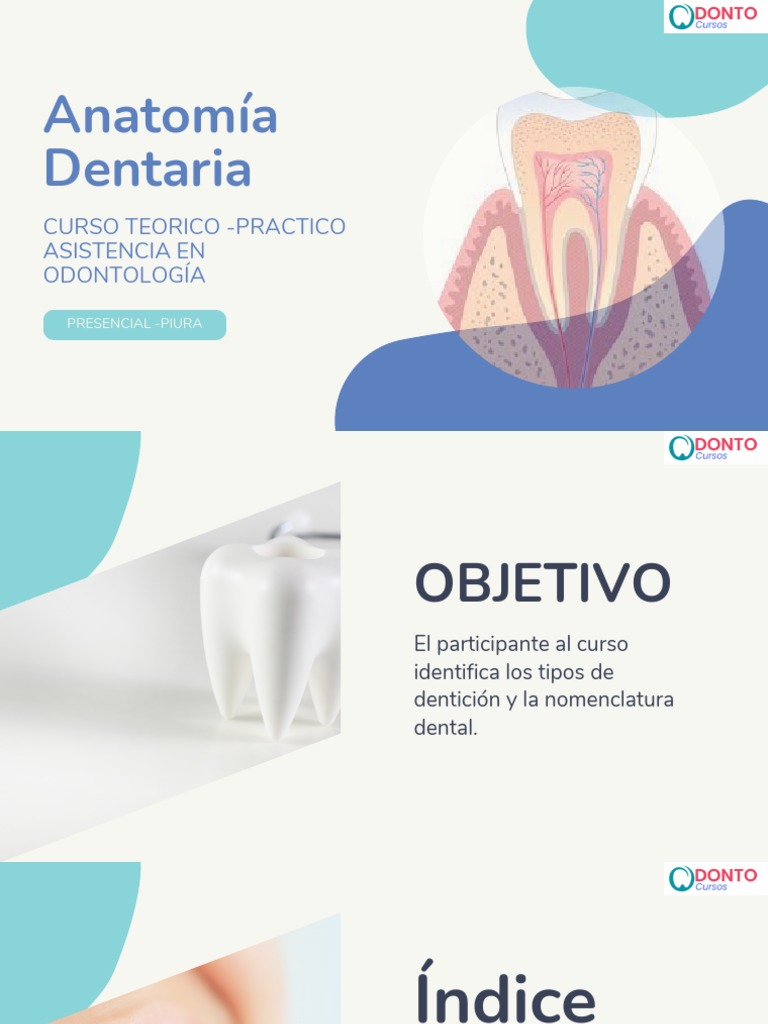 Anatomia Dentaria | Descargar gratis PDF | Diente | Anatomía humana