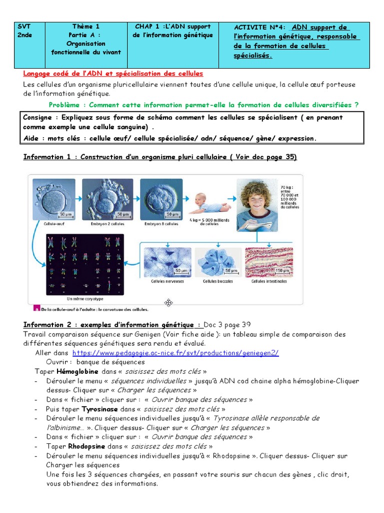 Spécialisation des cellules et ADN | PDF