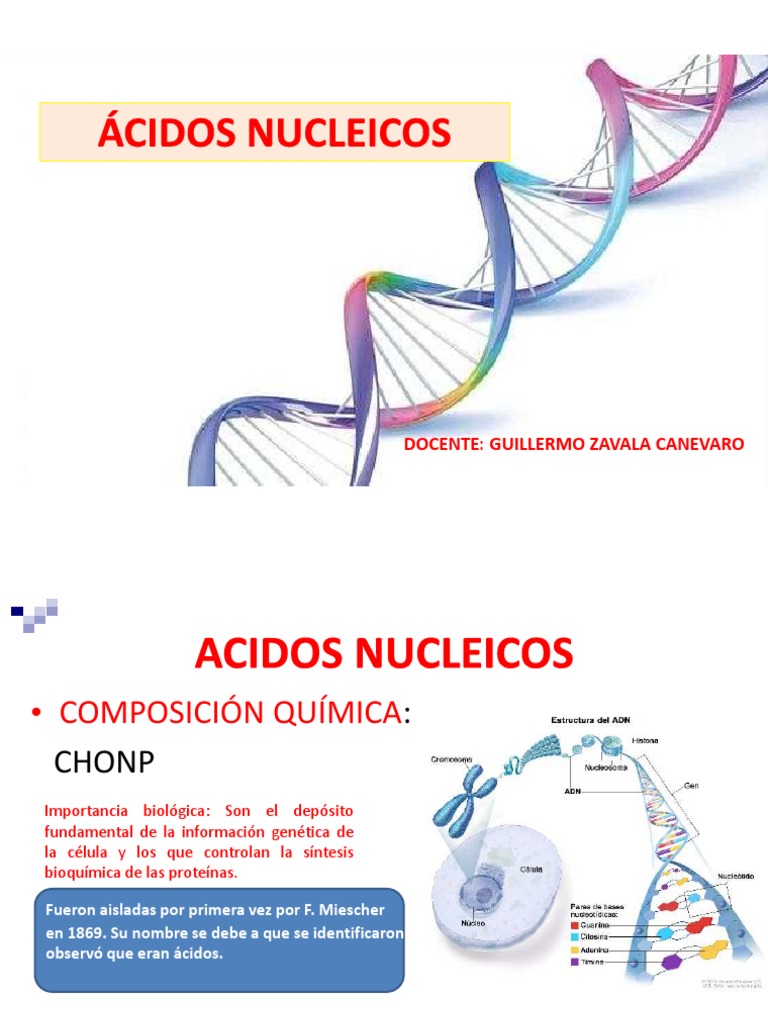 ÁCIDOS NUCLEICOS | PDF | Rna | Adn