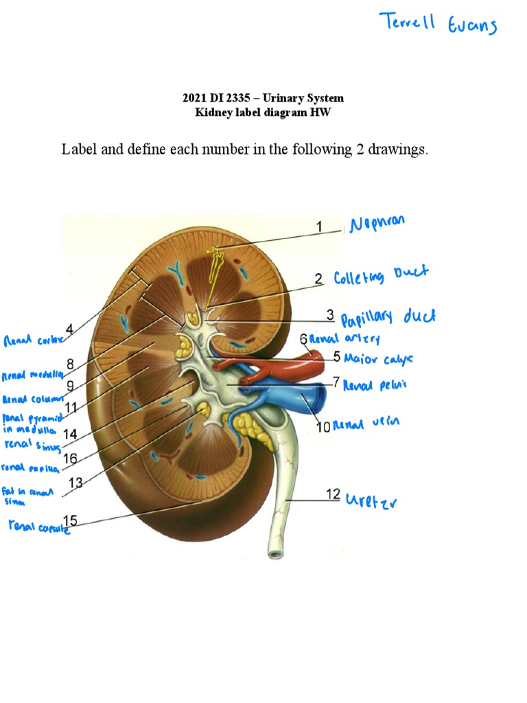 Kidneys | PDF