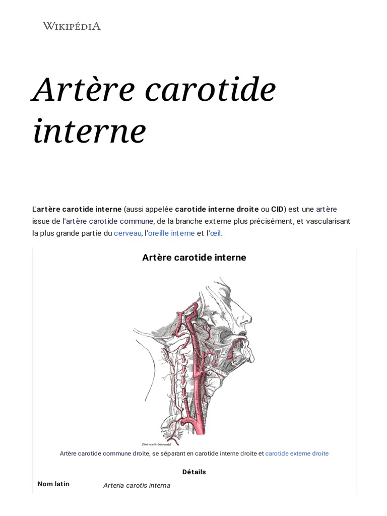 Artère Carotide Interne - Wikipédia | PDF