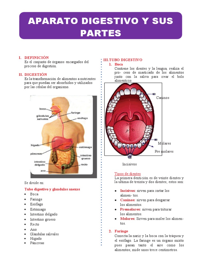 El sistema digestivo y sus partes | PDF | Sistema digestivo humano ...