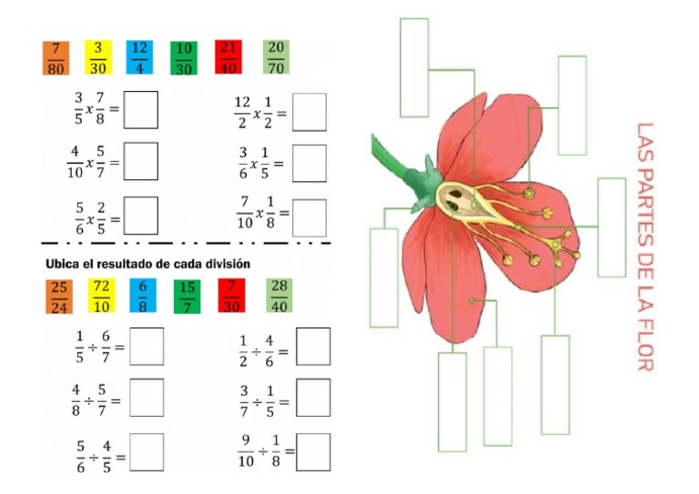 Multiplicacion y Division de Fracciones, Partes de La Flor | PDF