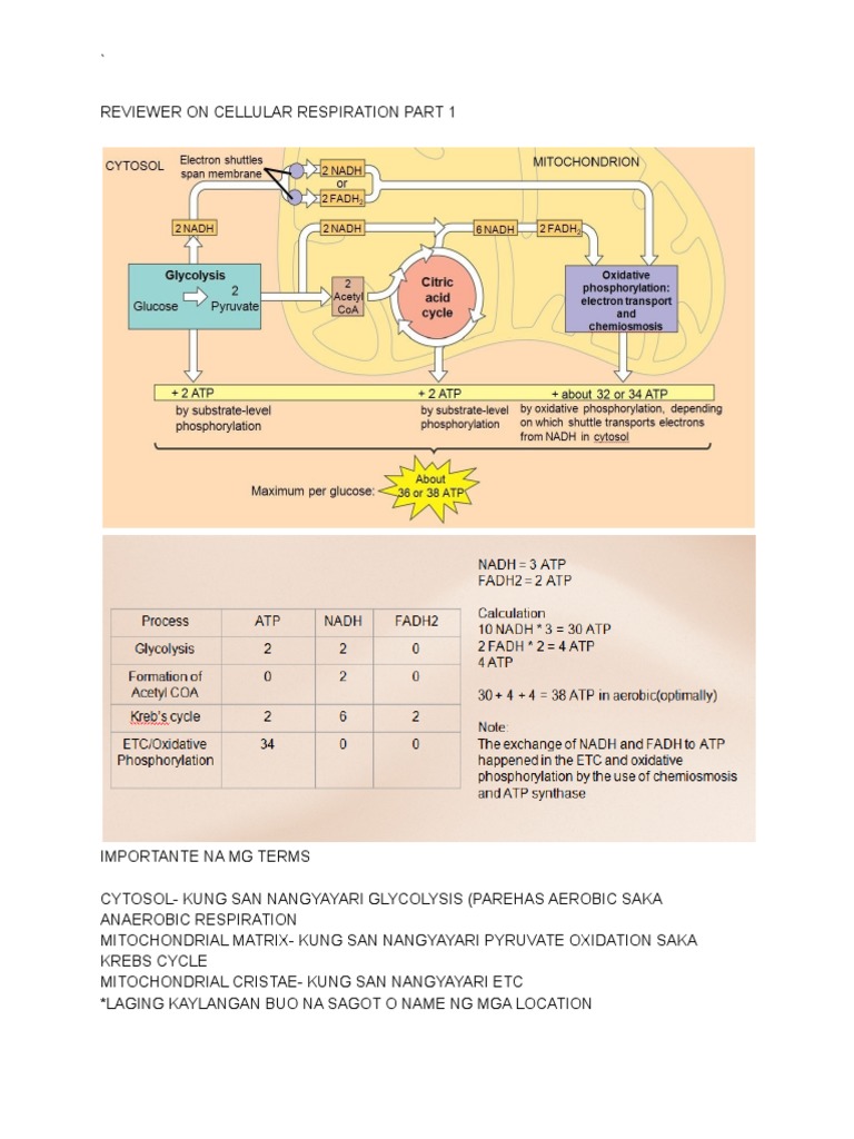 Reviewer On Cellular Respiration Part 1-1 | PDF | Science & Mathematics