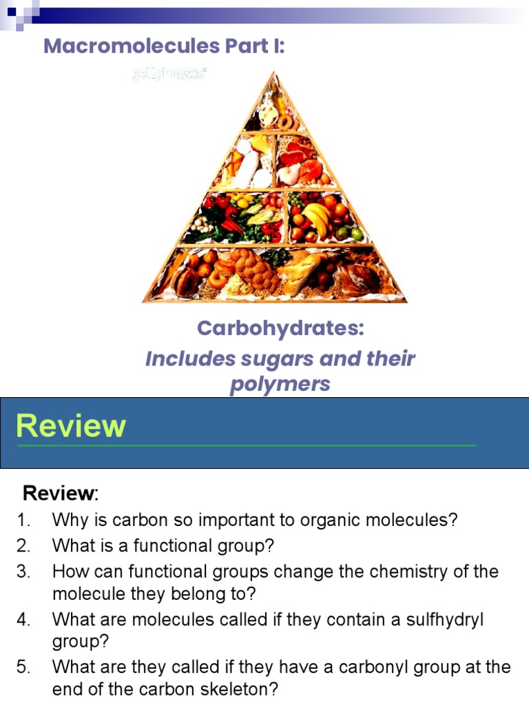 Day 1 SBI4U Carbohydrates | PDF | Carbohydrates | Polysaccharide