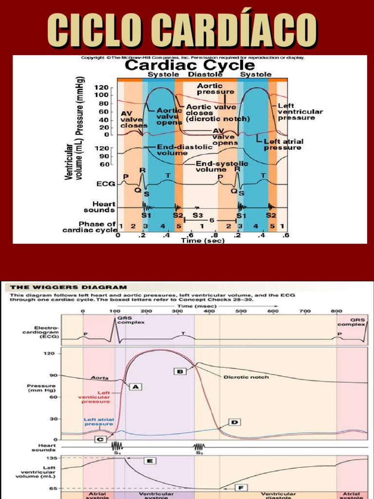 01+ciclo Cardiaco+y+diagrama+de+wiggers | PDF