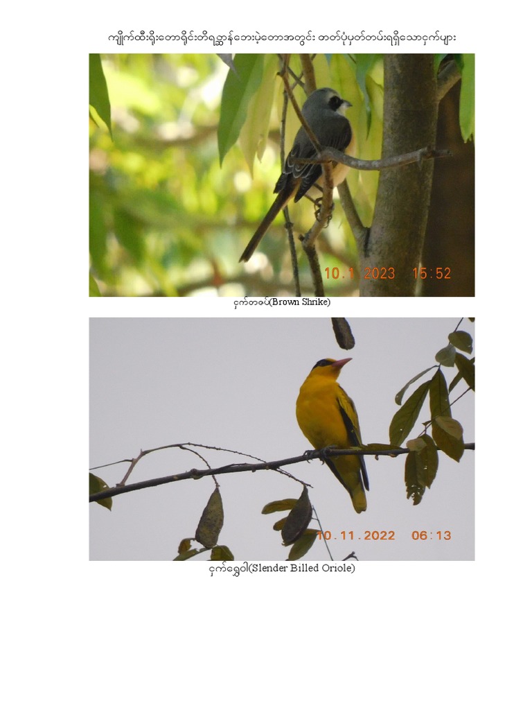 Bird Photos | PDF