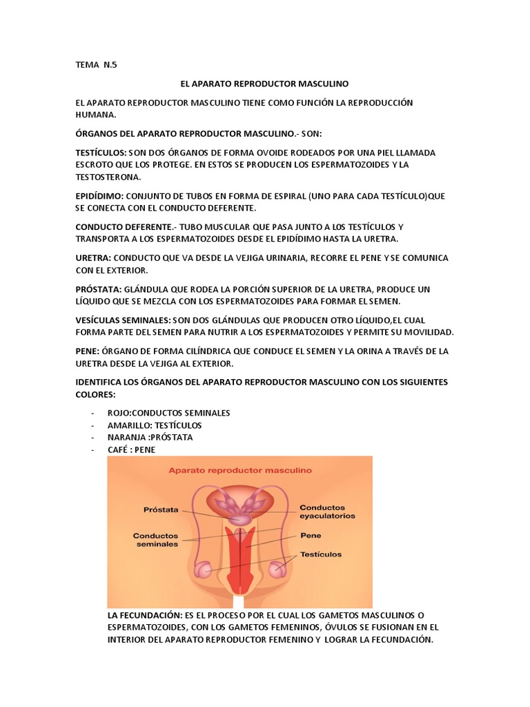 El Aparato Reproductor Masculino | PDF