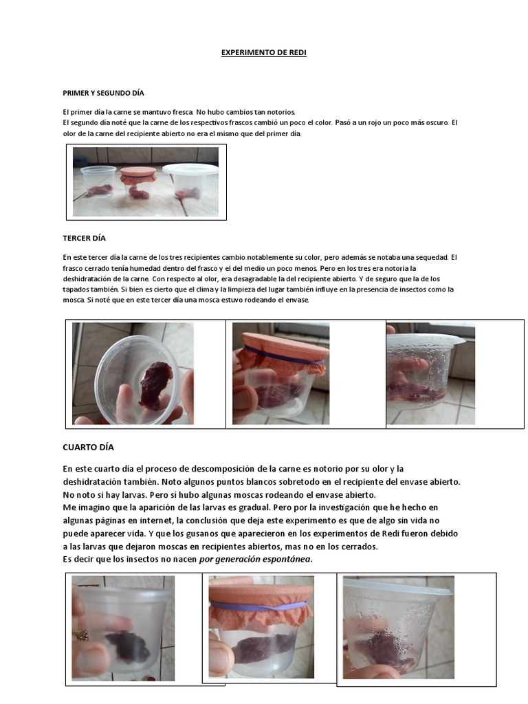 Experimento Redi | PDF