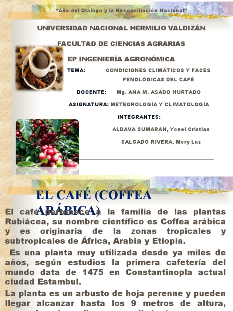 2 Condiciones Climaticas y Faces Fenologicas Del Caffe | PDF | café | Agricultura