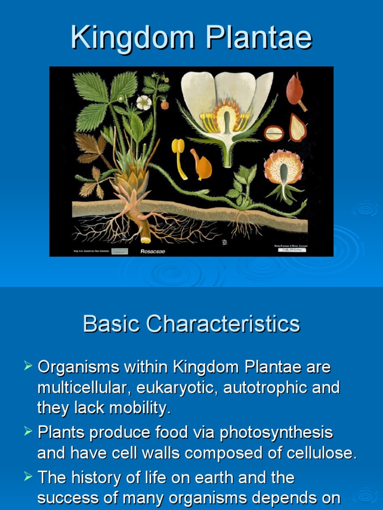 Kingdom Plantae | PDF | Plants | Leaf