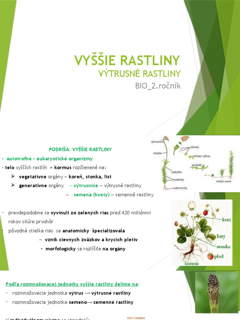 Vytrusne Vyššie Rastliny 2.ročník | PDF