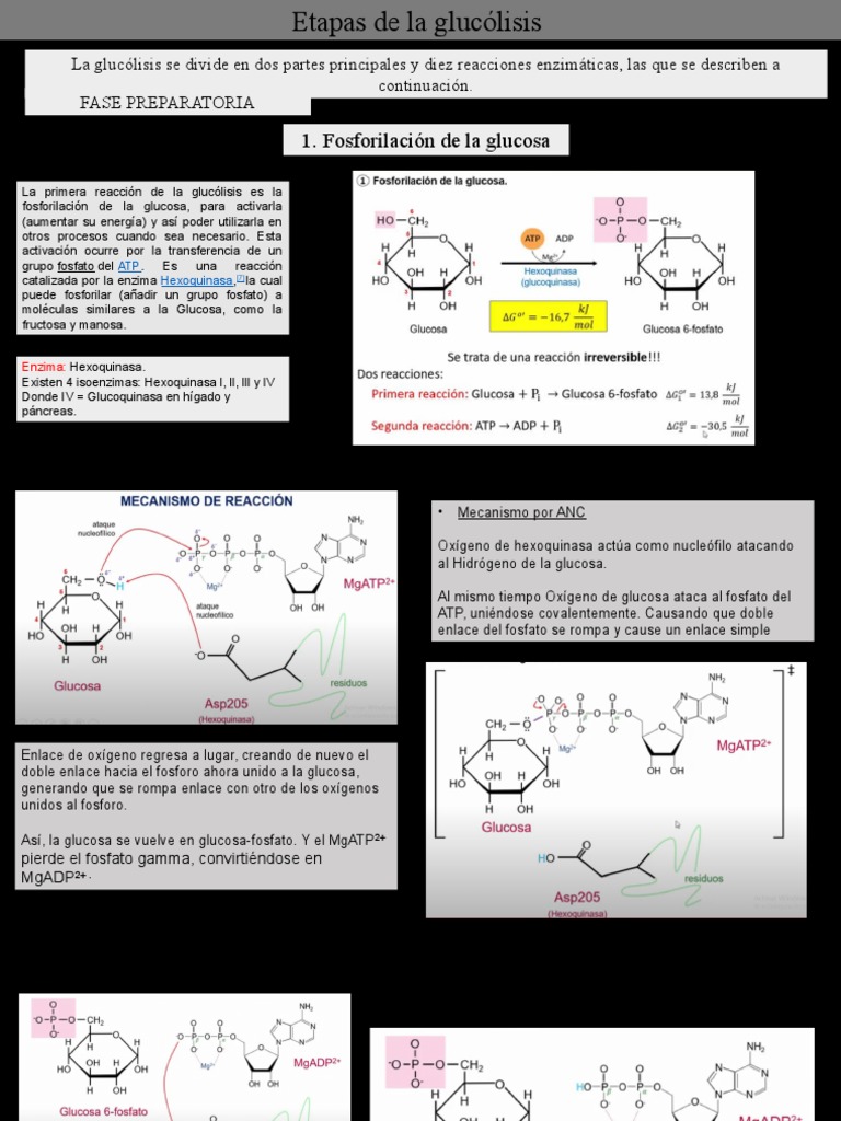 Glucolisis | PDF | Glucólisis | Respiración celular