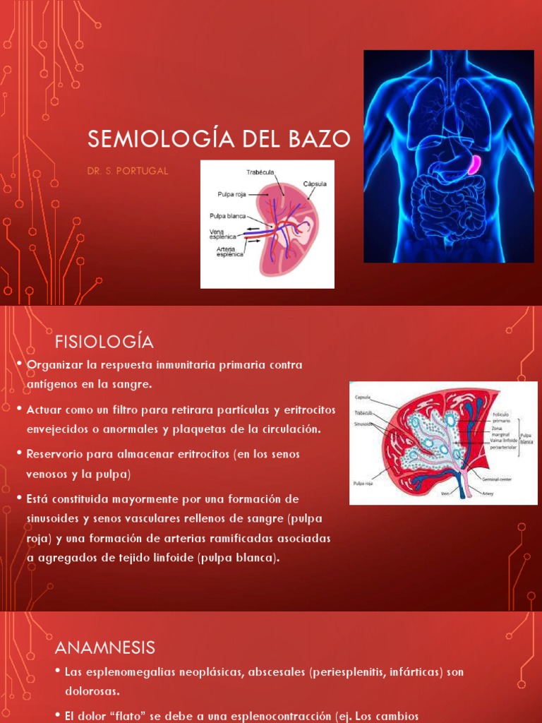 Semiología y Fisiología del Bazo | PDF | Bazo | Examen físico