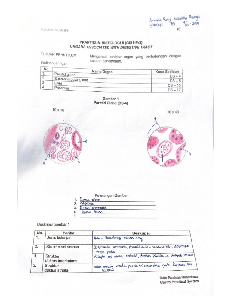 Digestive Glands - 16666666 | PDF