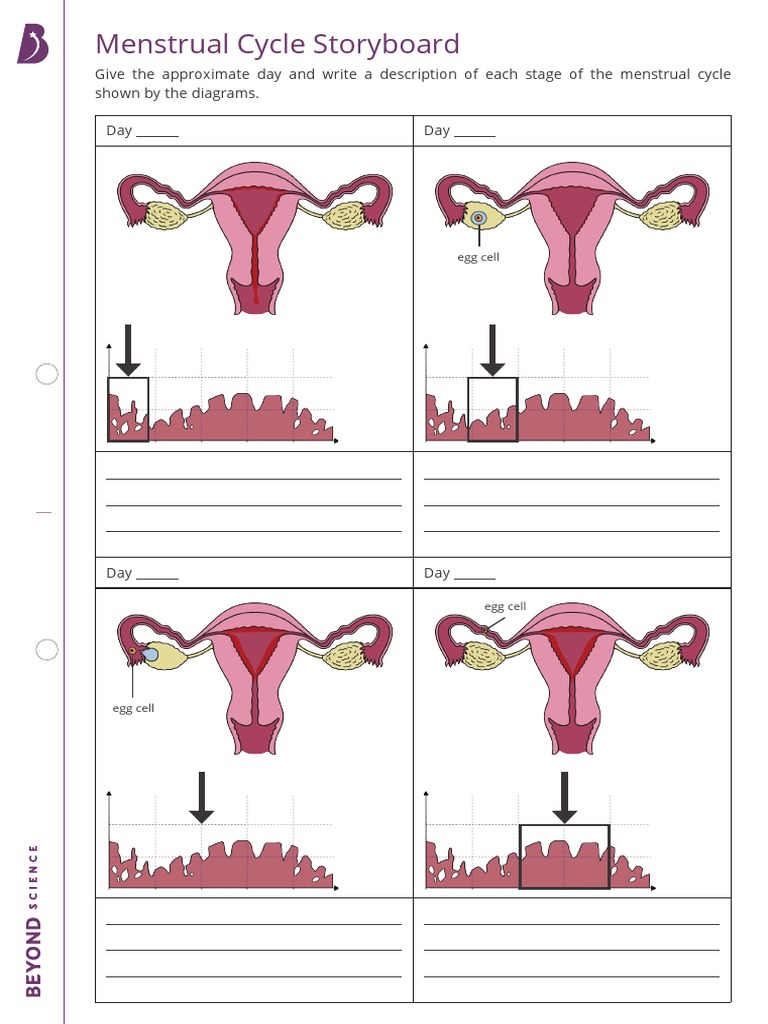 Menstrual Cycle Storyboard | PDF