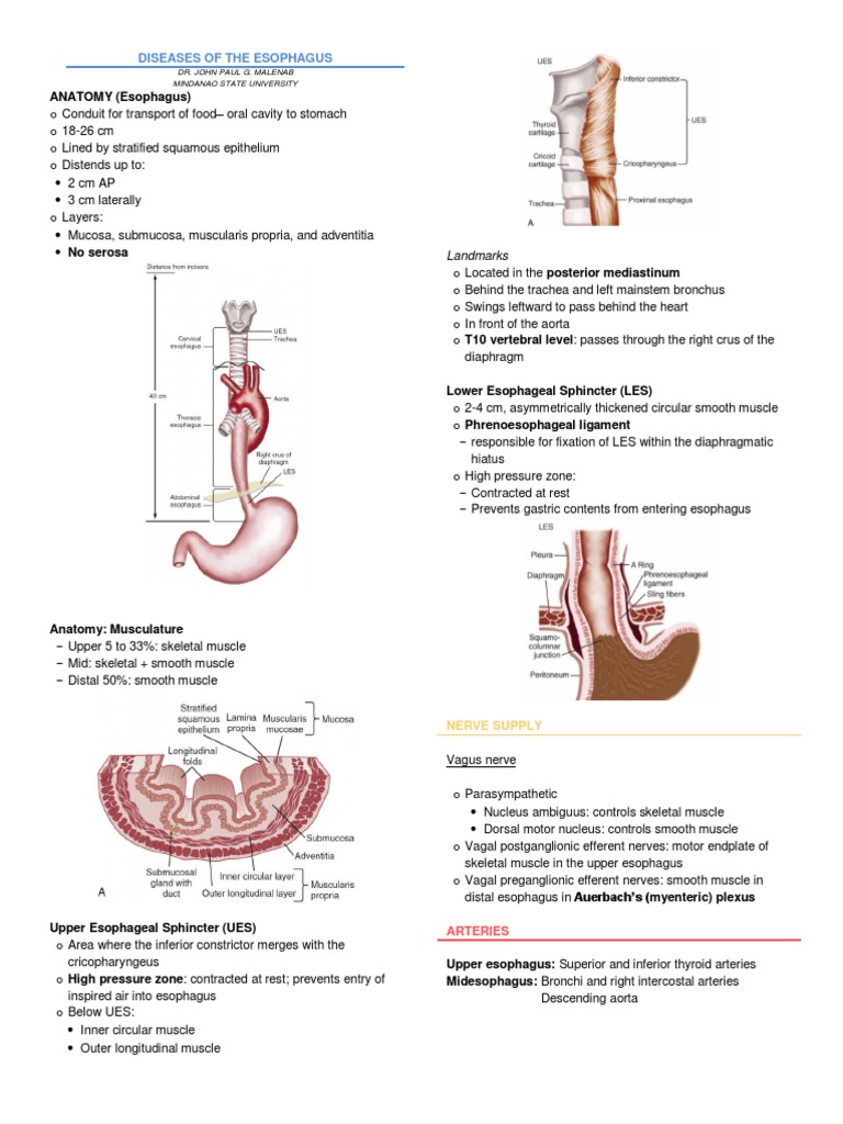 Diseases of The Esophagus | PDF