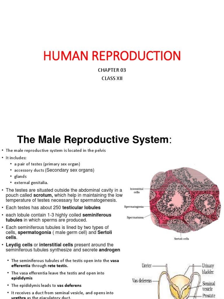 Human Reproduction | PDF | Menstrual Cycle | Testicle