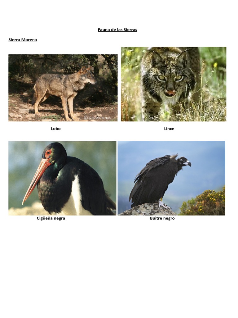 La diversidad de la fauna en las diferentes zonas geográficas de España ...