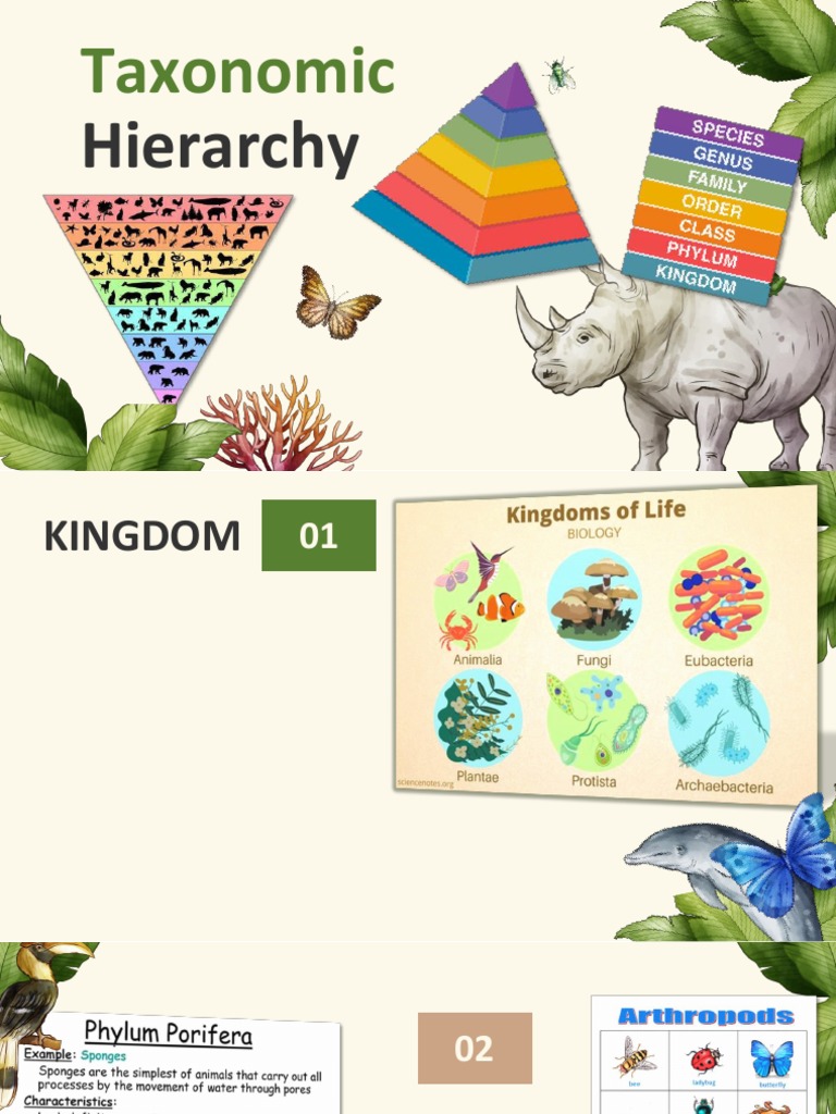 GROUP 2 Taxonomic Hierarchy Presentation | PDF