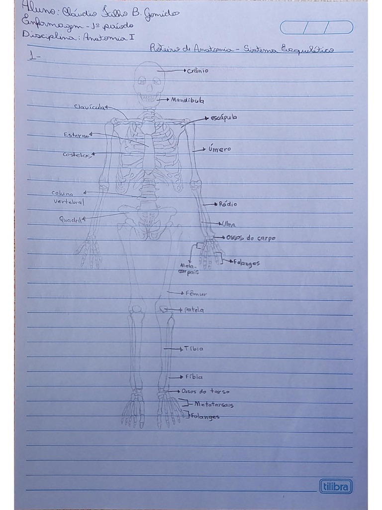 Relatório Anatomia - Sist. Esquelético | PDF