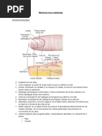 Estructura de La Uña Natural y Anatomía de La Uña | PDF