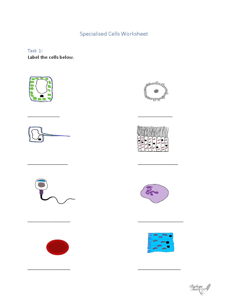 4a. Specialised Cells Worksheet | PDF | Cell (Biology) | Morphology ...