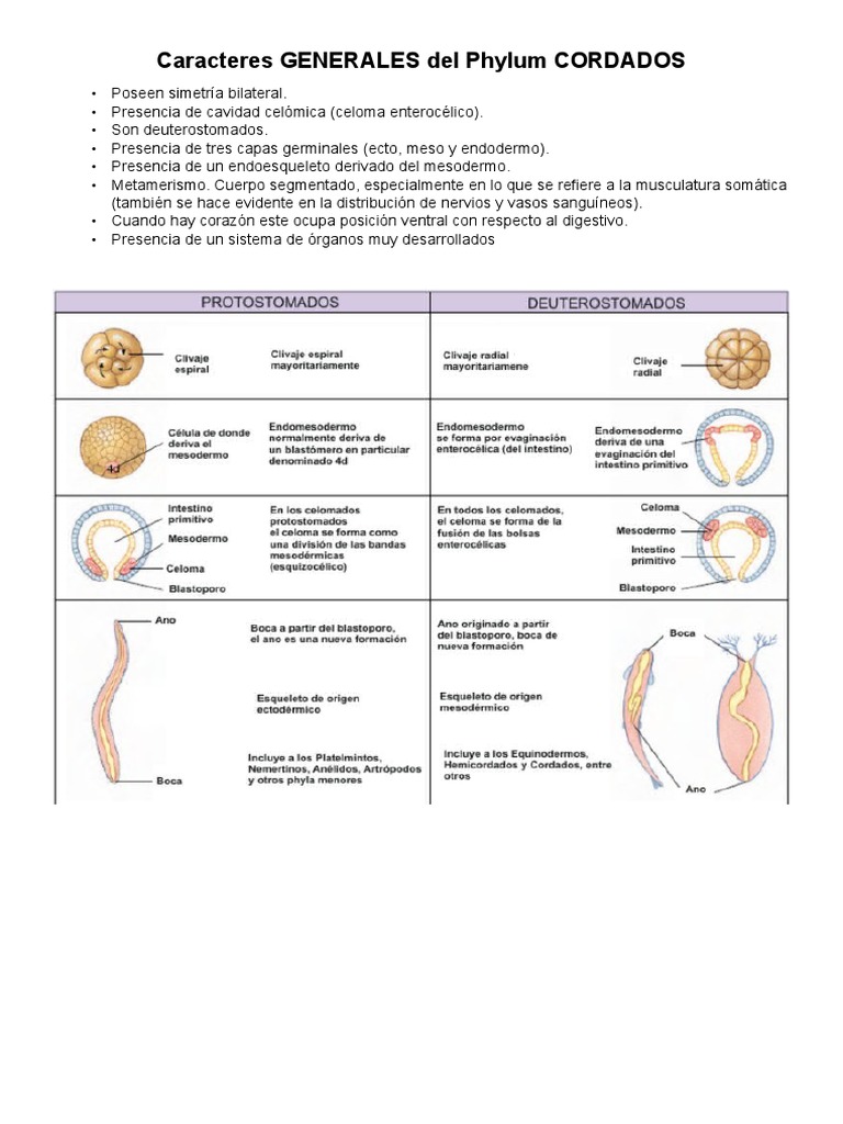 Caracteres GENERALES Del Phylum CORDADOS | PDF