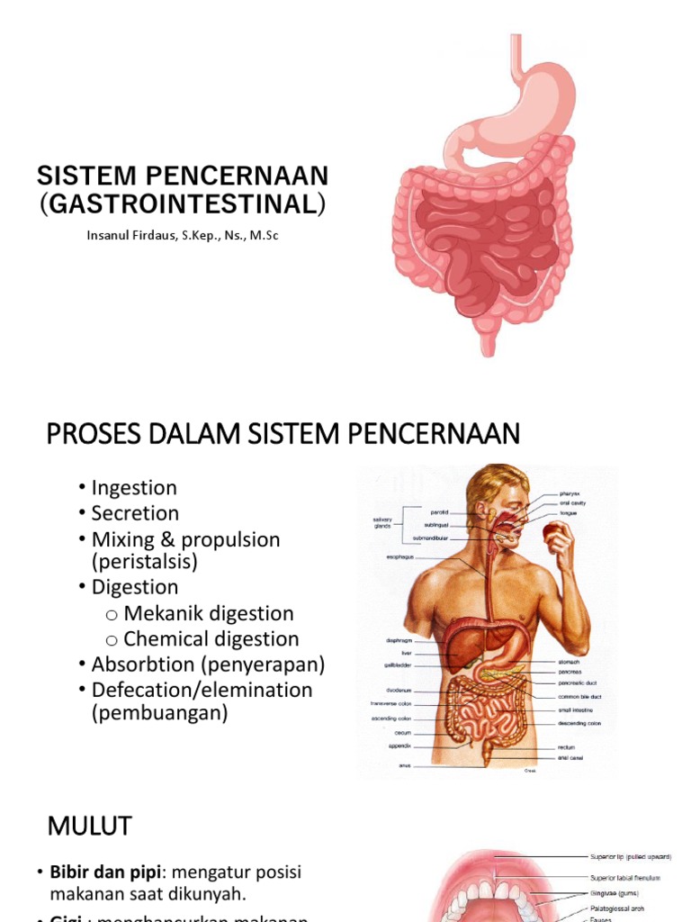 Proses dan Gangguan Pencernaan Manusia | PDF