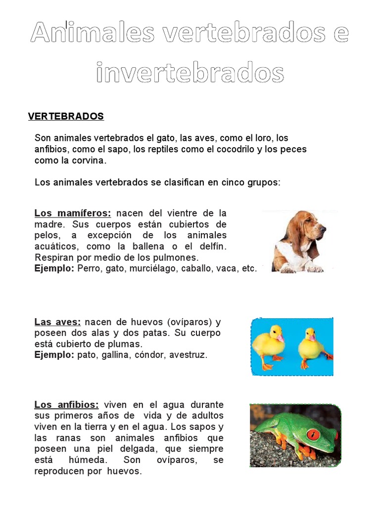 Animales Vertebrados e Invertebrados | PDF