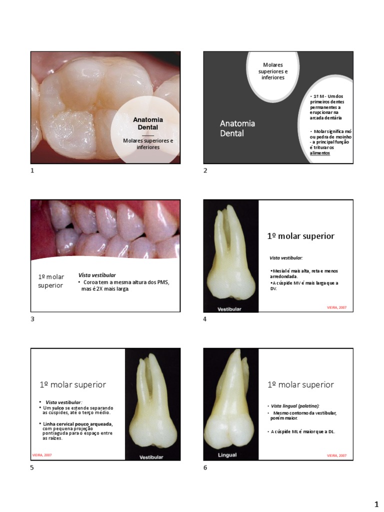 anatomia de dentes molares | PDF | Dente | Raiz