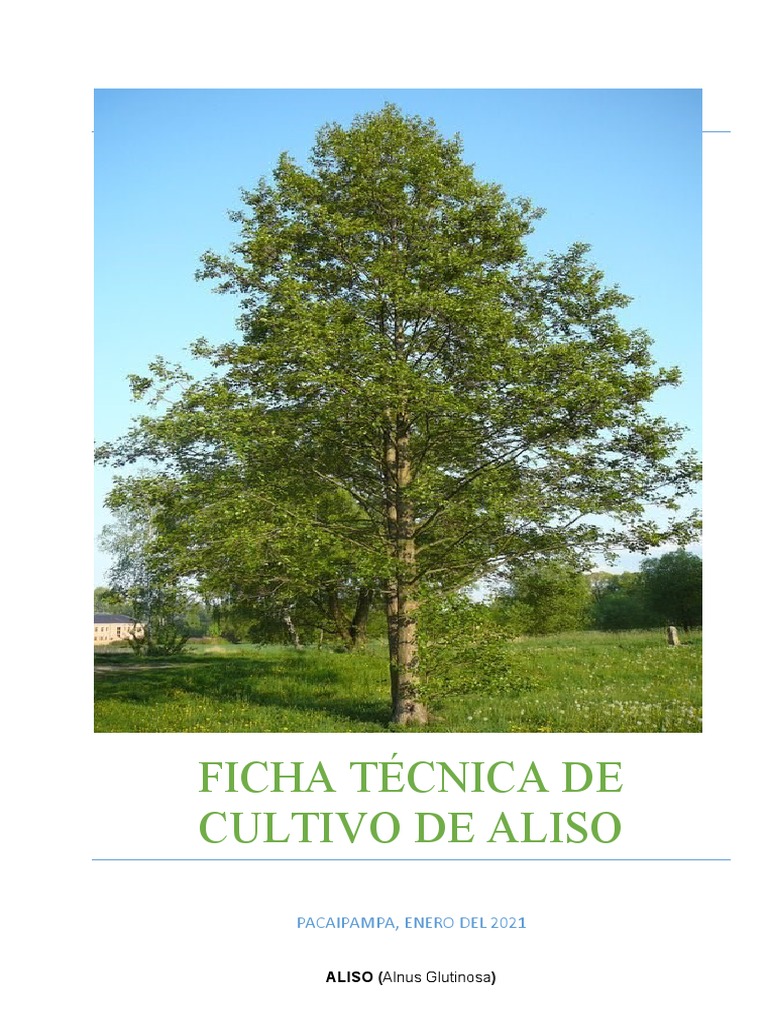 Cultivo y características del aliso | PDF | Arboles | Tallo de la planta