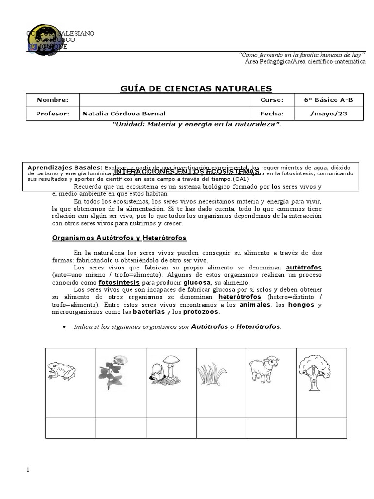 Guia 1 de Ciencias 6to Basico A y B | PDF | Plantas | Fotosíntesis
