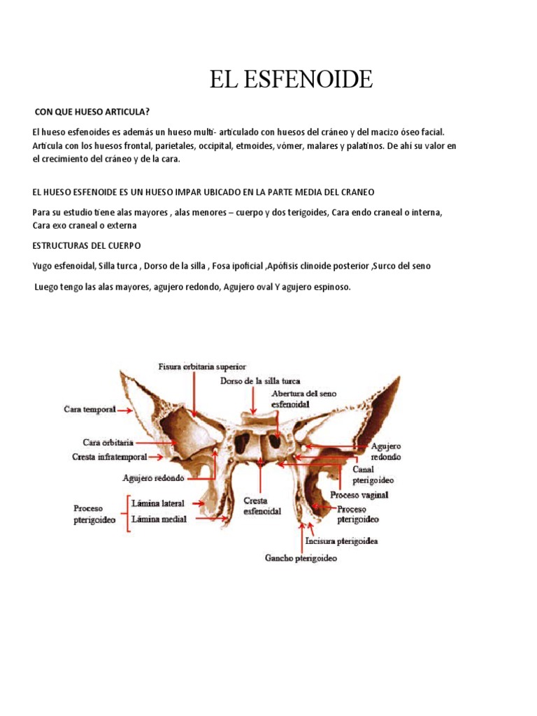 ESFENOIDE | PDF | Anatomía | Sistema musculoesquelético