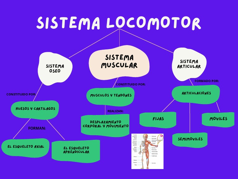 Sistema Locomotor: Huesos y Músculos | PDF