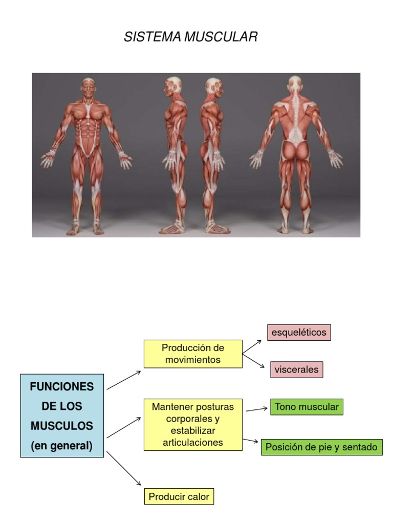 Tono Muscular y Funciones del Sistema | PDF | Músculo | Codo
