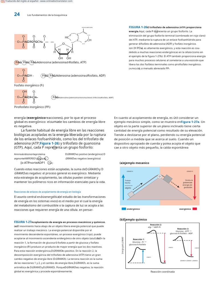 Lehn 2.en - Es | PDF | Trifosfato de adenosina | Enzima