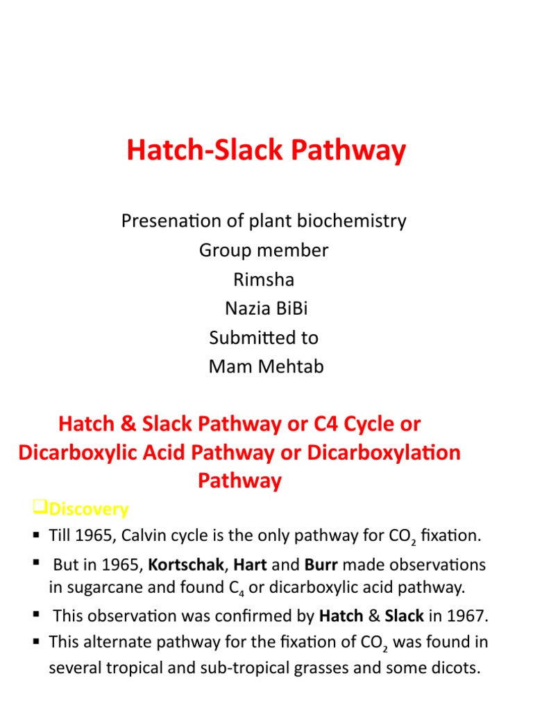 Hatch-Slack Pathway | PDF | Branches Of Botany | Chemistry