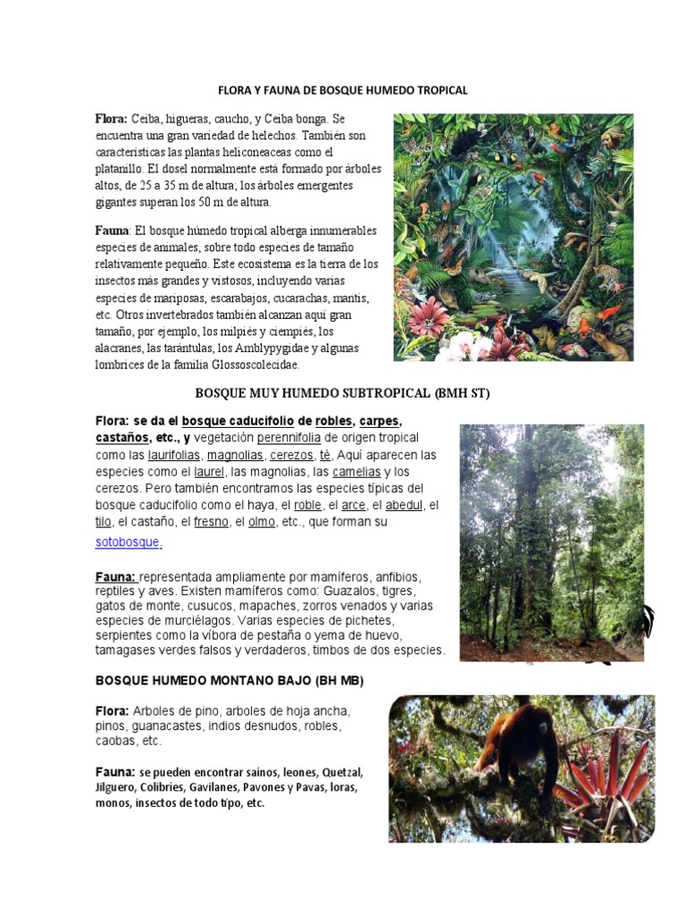 Bosque Con Informacion | PDF | Arboles | Los bosques