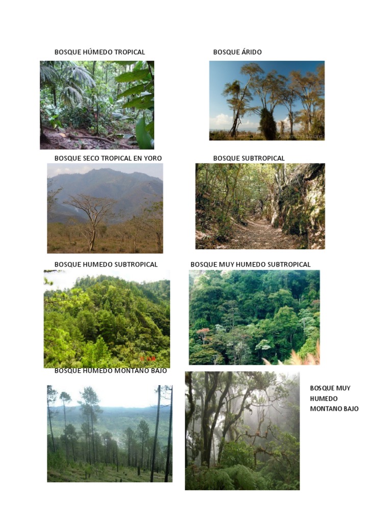 Bosques de Honduras | PDF | Arte