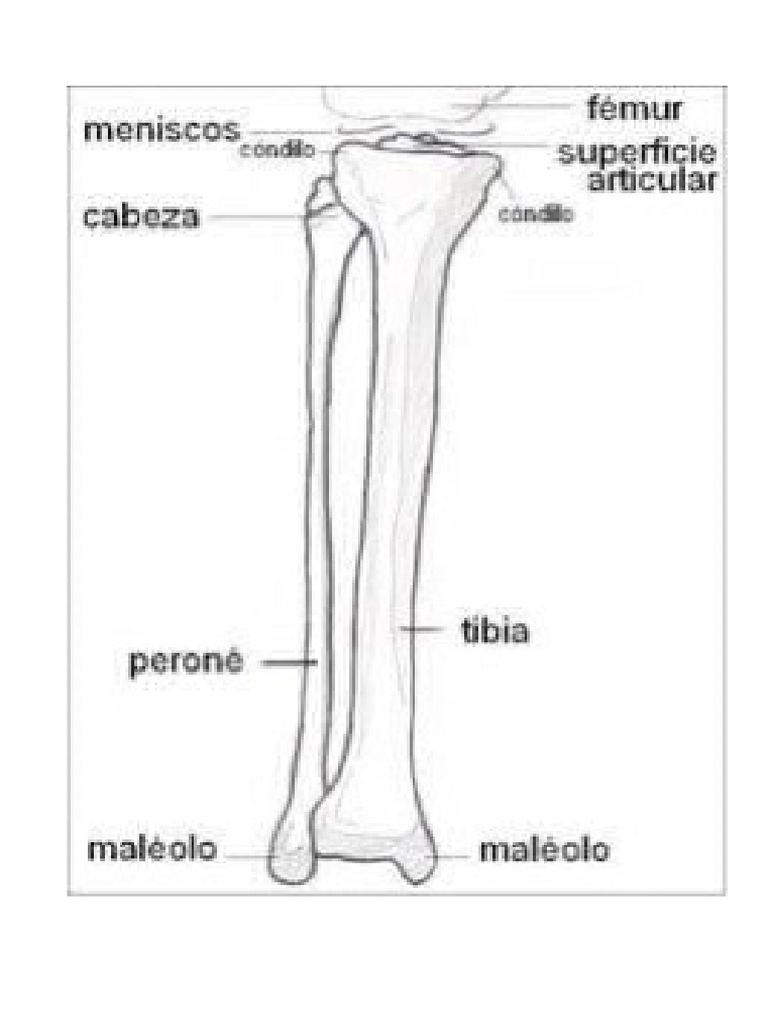 Tibia y Perone | PDF