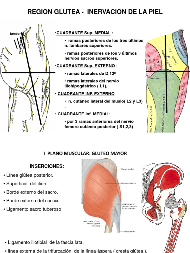 Cuadrantes de la Región Glútea | PDF | Anatomía humana | Anatomía del ...