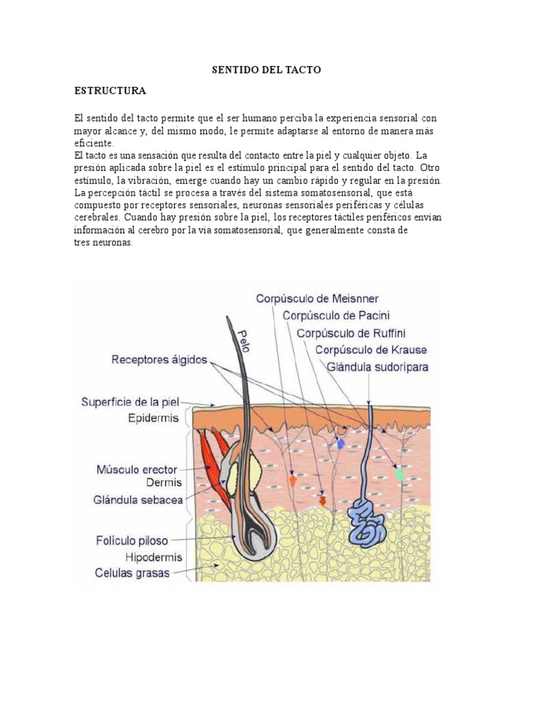 Sentido Del Tacto | PDF | Piel | Epidermis