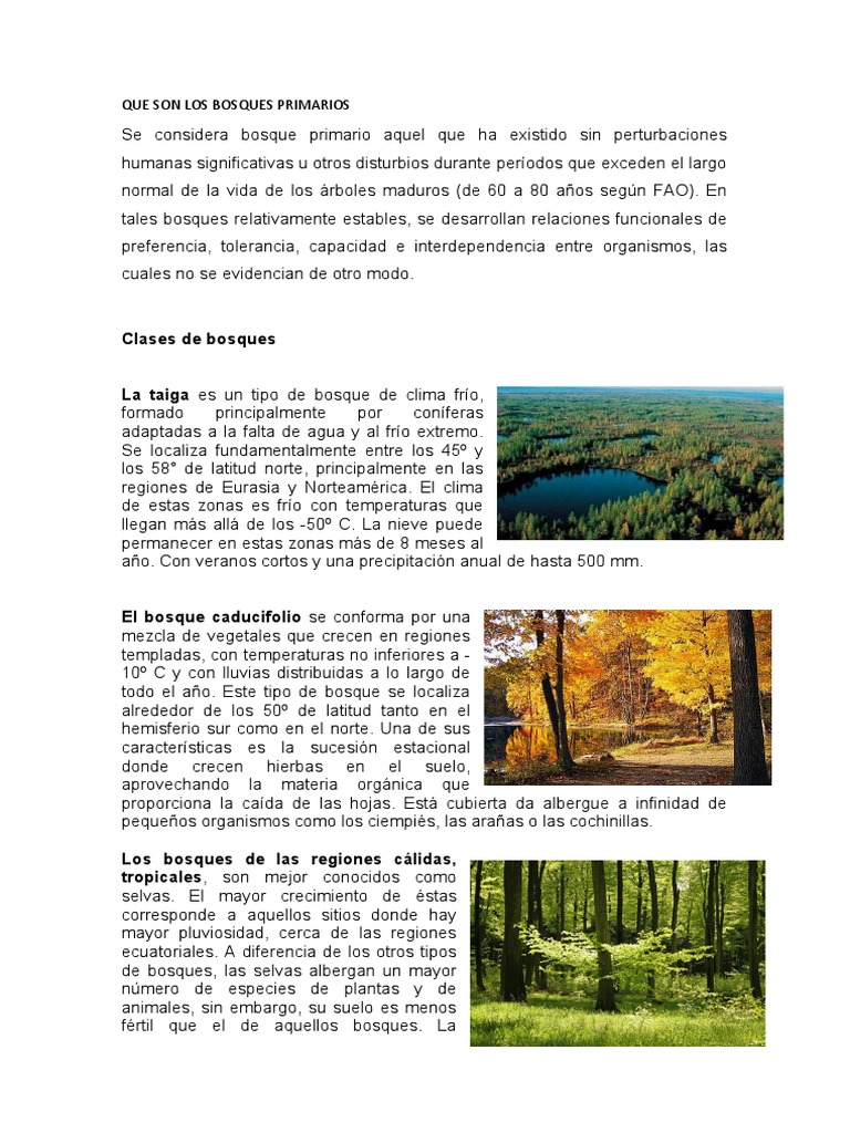 Definición de Bosques Primarios | PDF | Los bosques | Selva